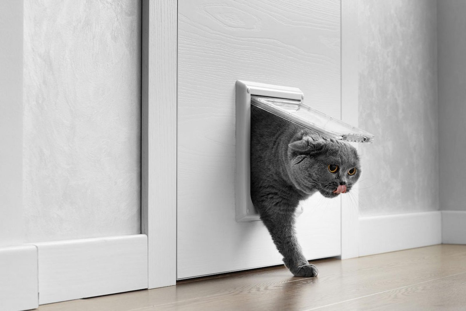 Choosing the Right Cat Flap: Tips for Pet Owners